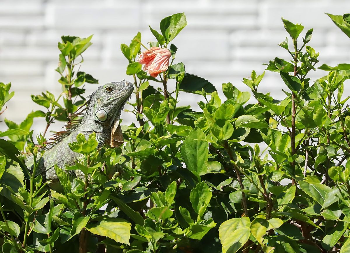 What Do Lizards Eat? - Building a Balanced Pet Reptile Diet
