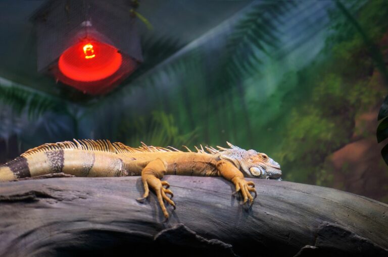 How Long Do Lizards Live? Lifespans Across Lizard Species