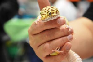 How Long Do Lizards Live? Lifespans Across Lizard Species