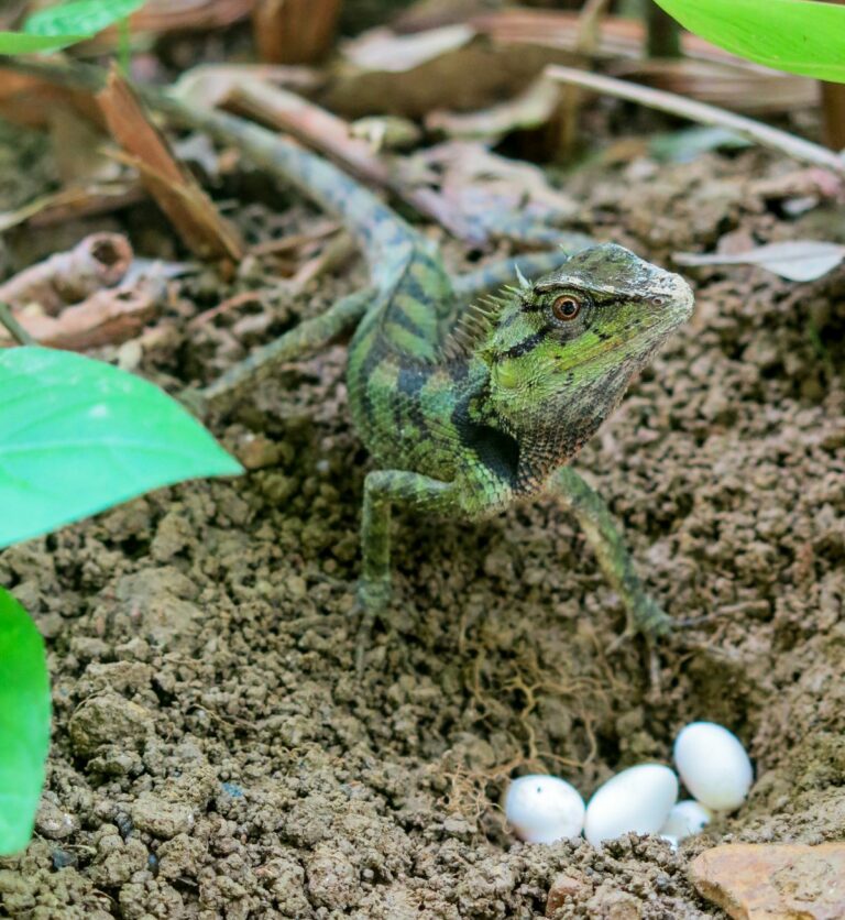 Do Lizards Lay Eggs?