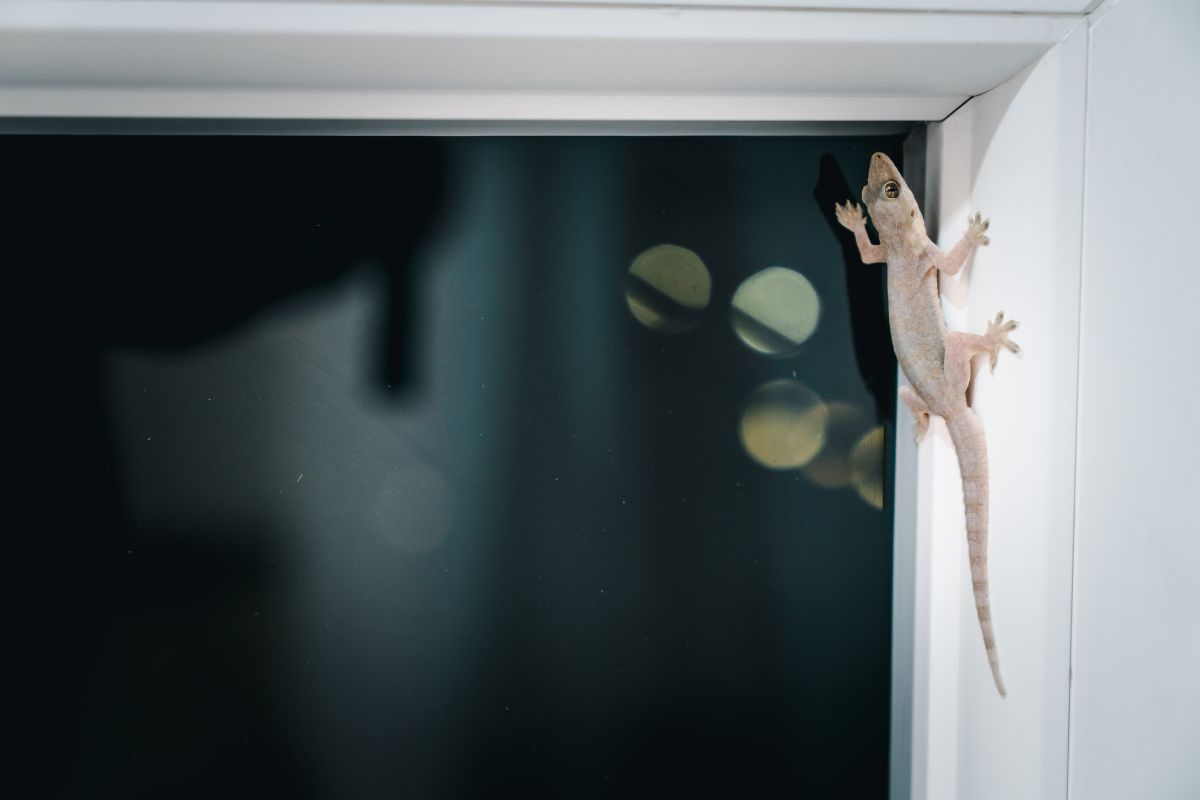 How to Get Rid of Lizards in the House - Build Your Aquarium