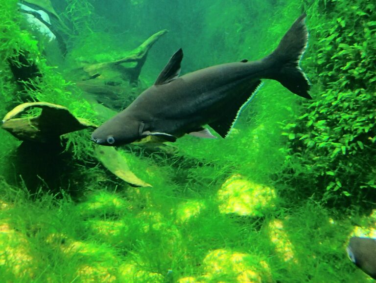 Iridescent Shark Care: Tank Mates, Housing, and Feeding