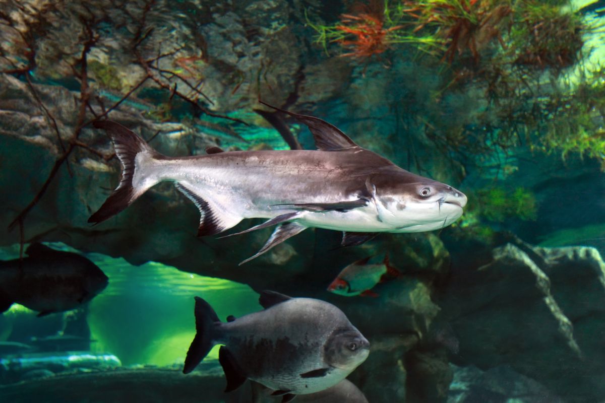 Iridescent Shark Care: Tank Mates, Housing, and Feeding