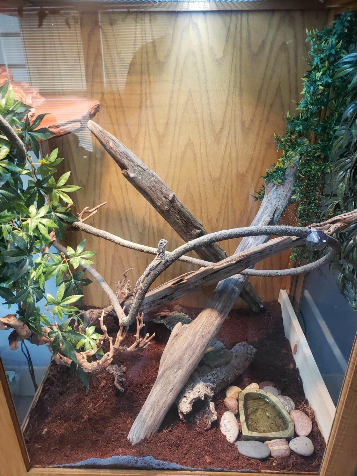 The Frilled Lizard: Enclosure Setup and Feeding