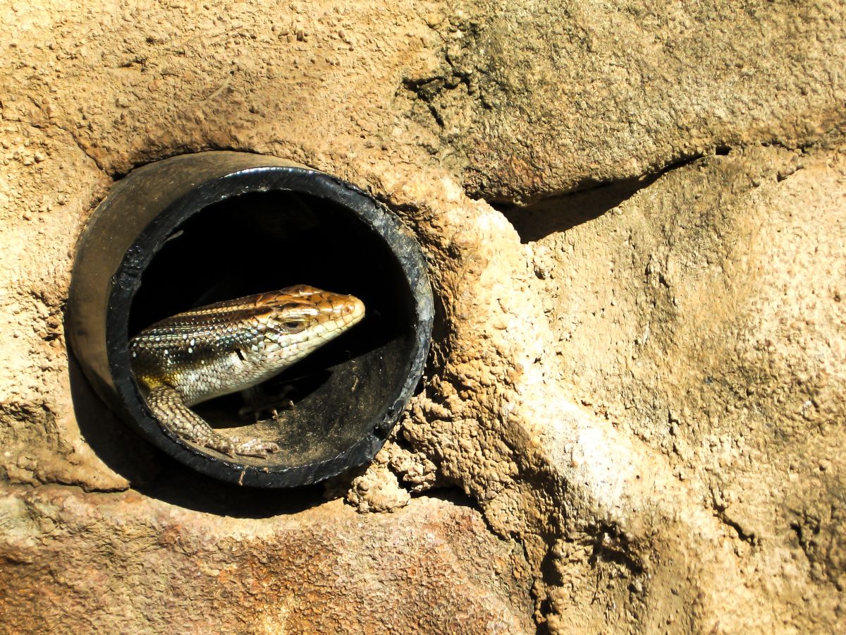 How to Get Rid of Lizards in the House - Build Your Aquarium