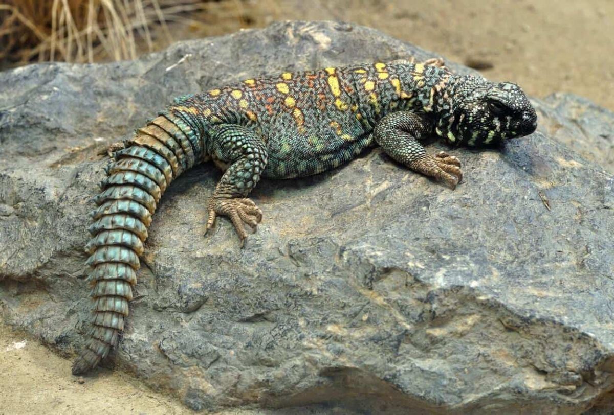 In-Depth Uromastyx Care: Handling, and Feeding the Spiny-Tailed Lizard
