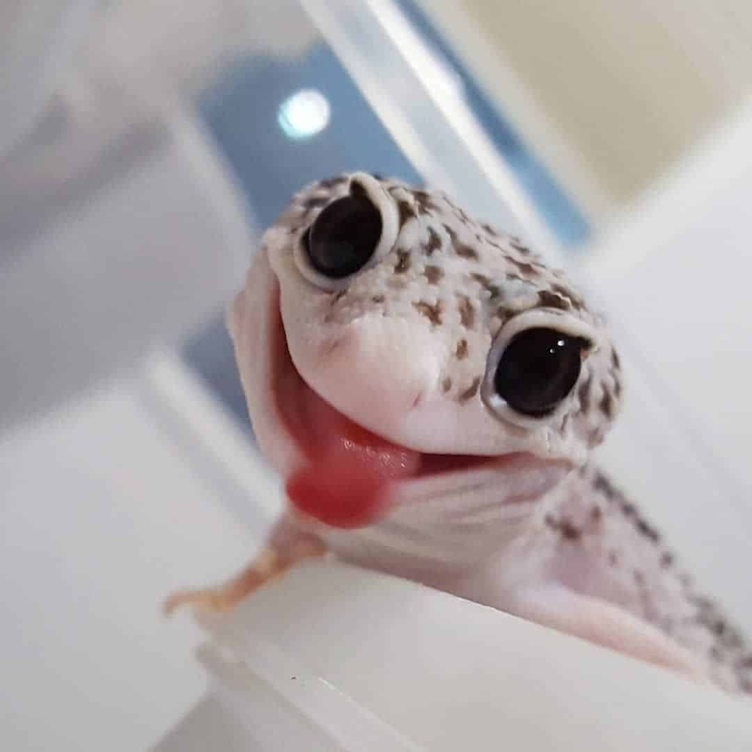 What Do Baby Lizards Eat? How to Feed Young Pet Lizards