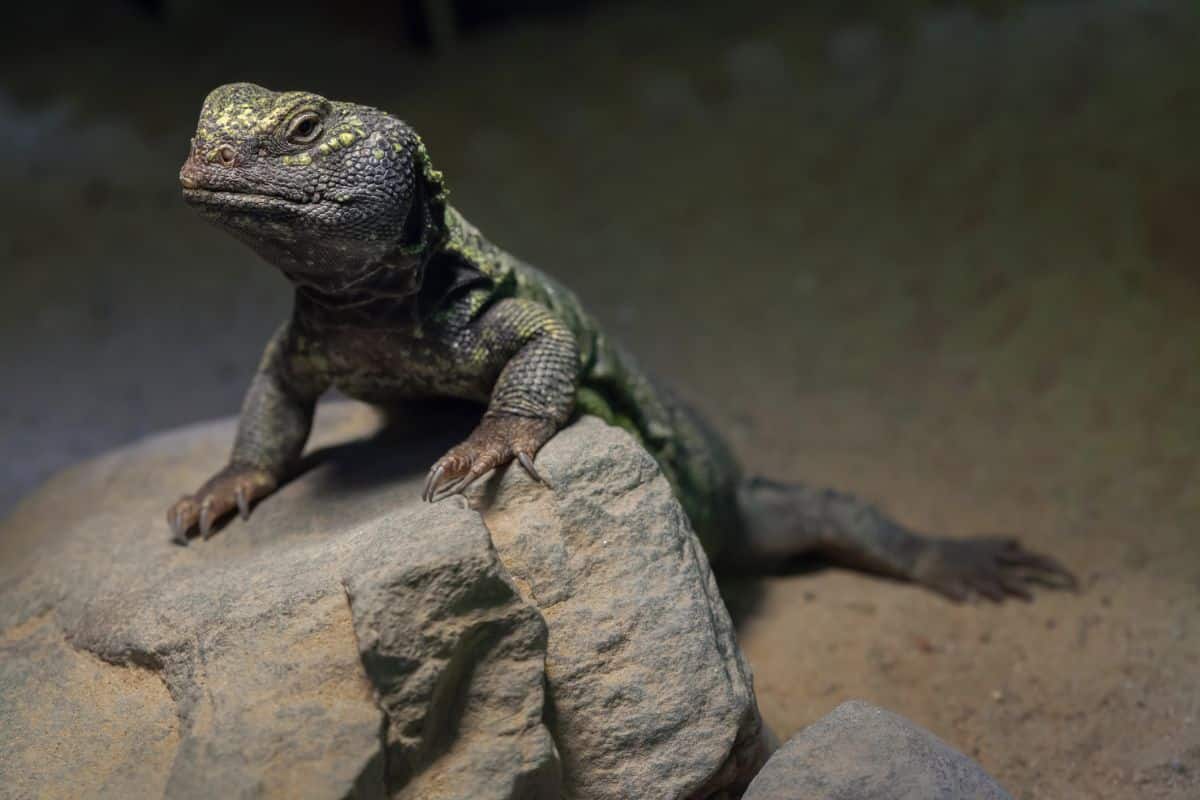 In-Depth Uromastyx Care: Handling, and Feeding the Spiny-Tailed Lizard