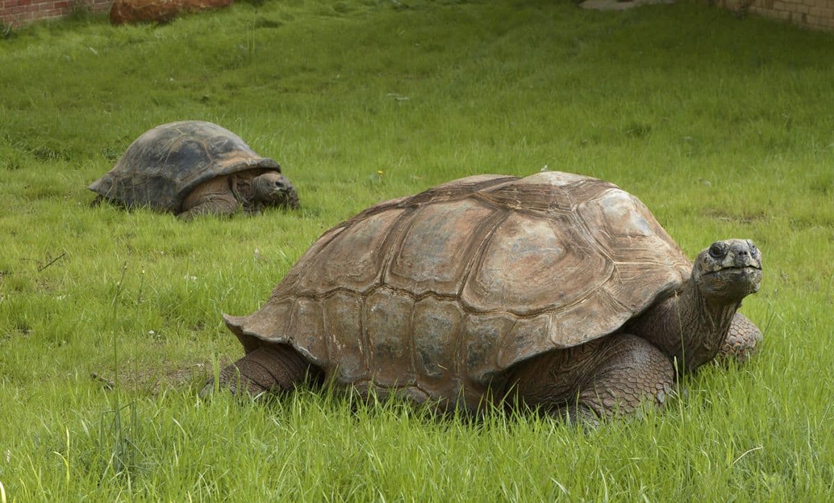 10 Larger Types Of Turtles That Make Good Pets