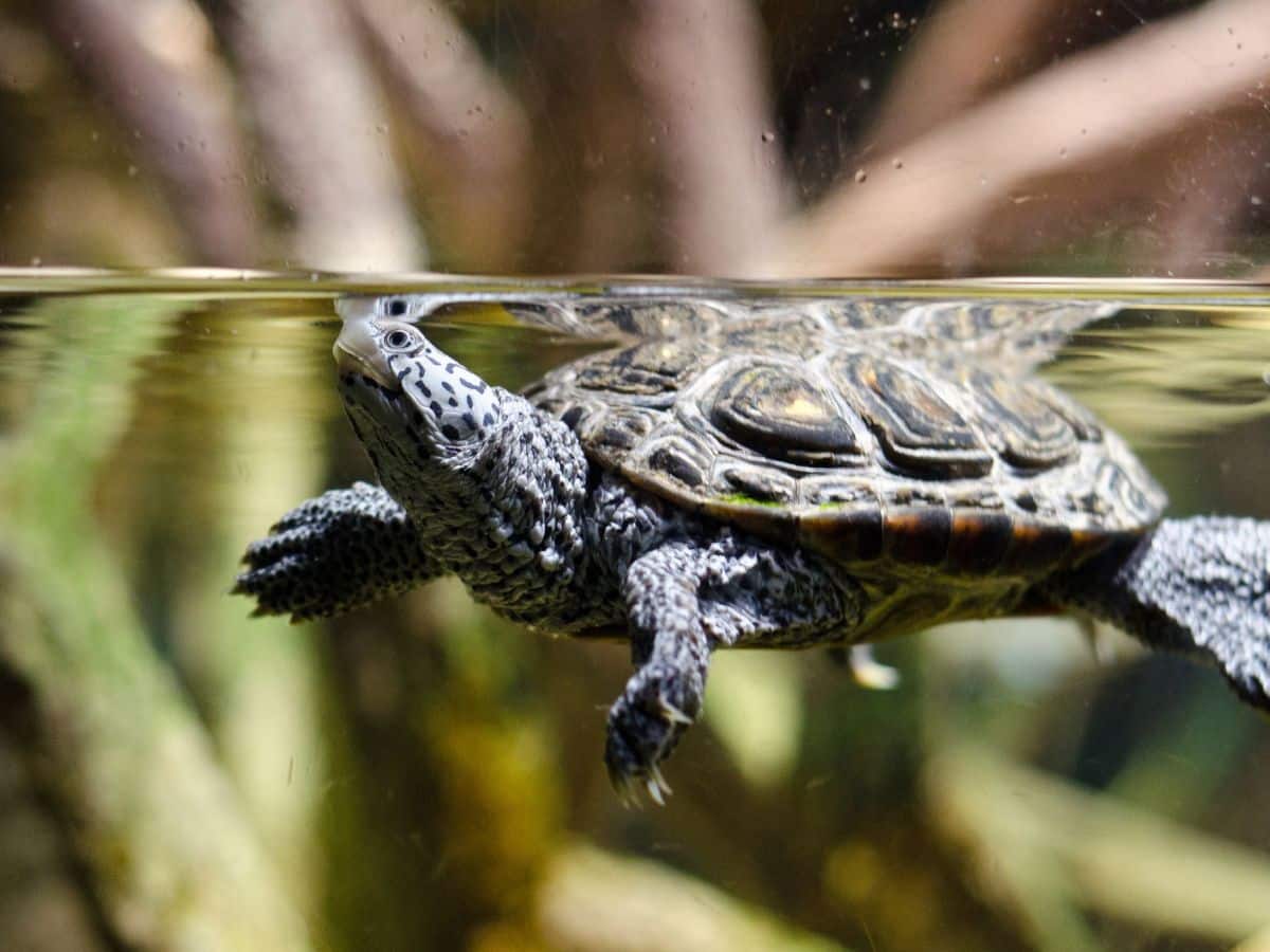 A Guide To Diamondback Terrapin Care