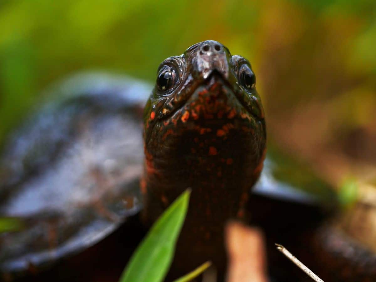 A Guide To Bog Turtle Care