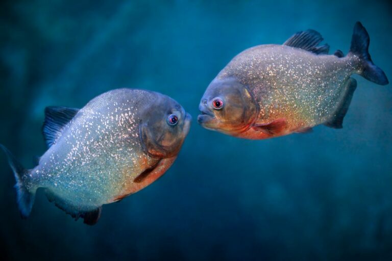 Are Fish Herbivores or Omnivores: Facts about Fish Diets