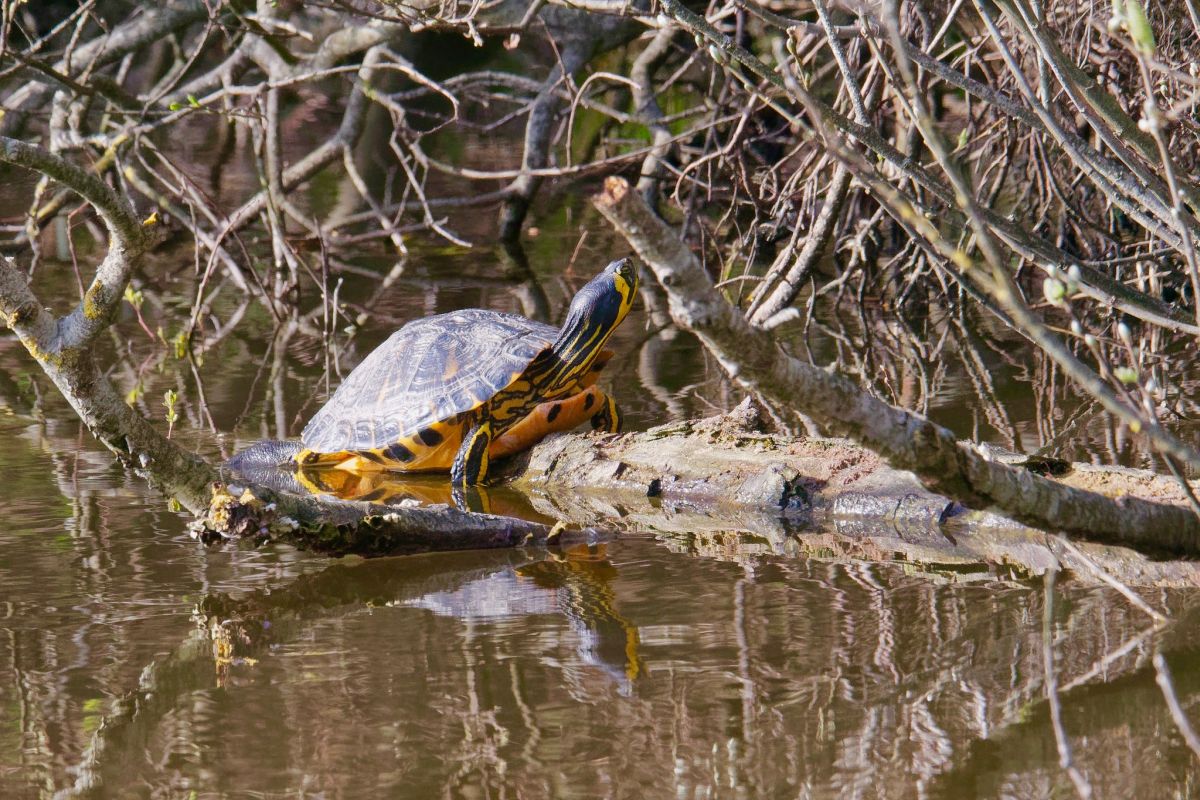 13 Types Of Small Turtles That Make Great Pets