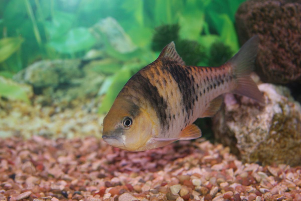10 Popular Types of Barb Fish