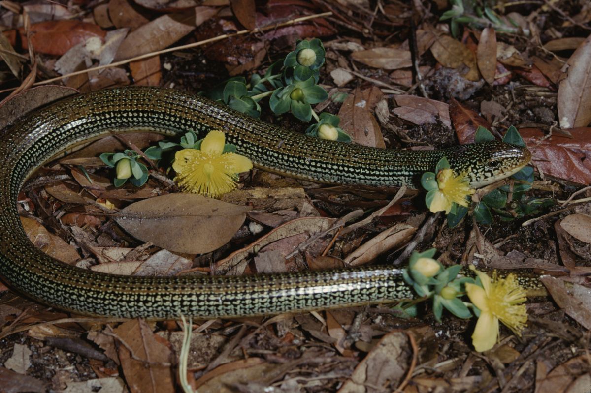 20 Native Lizards In Florida