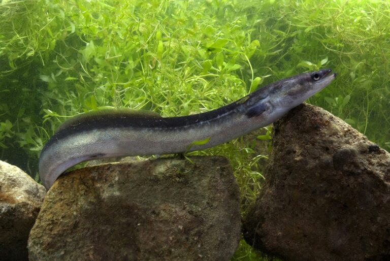 The European Eel: Master Migrators