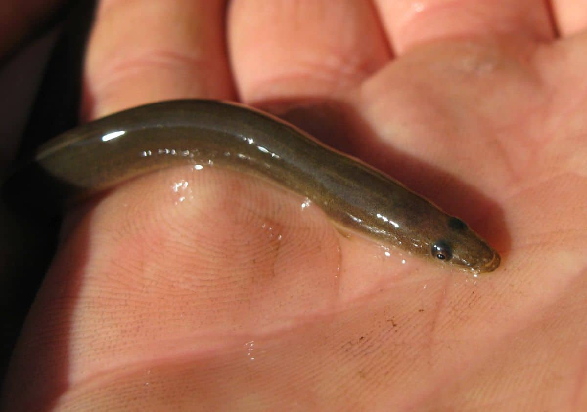 The European Eel: Master Migrators