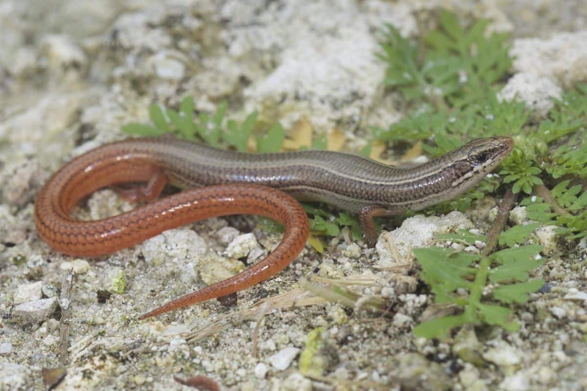20 Native Lizards In Florida