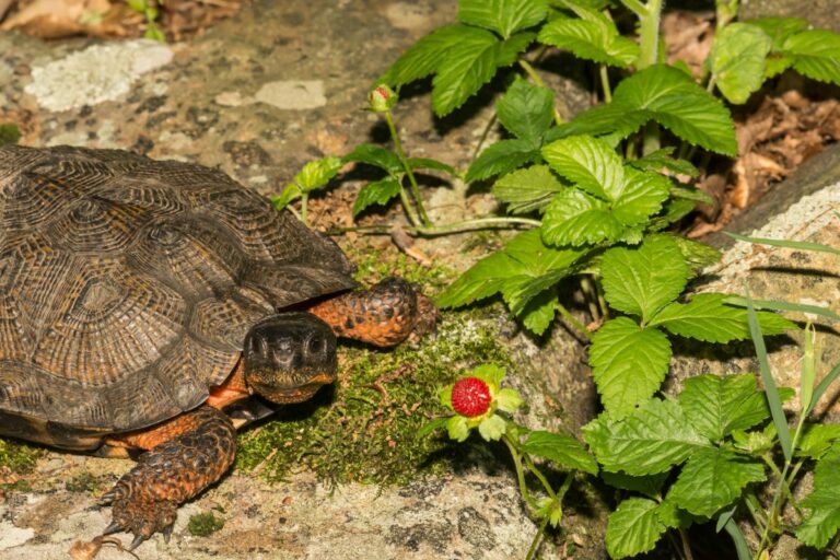 13 Types Of Small Turtles That Make Great Pets