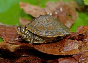 13 Types Of Small Turtles That Make Great Pets