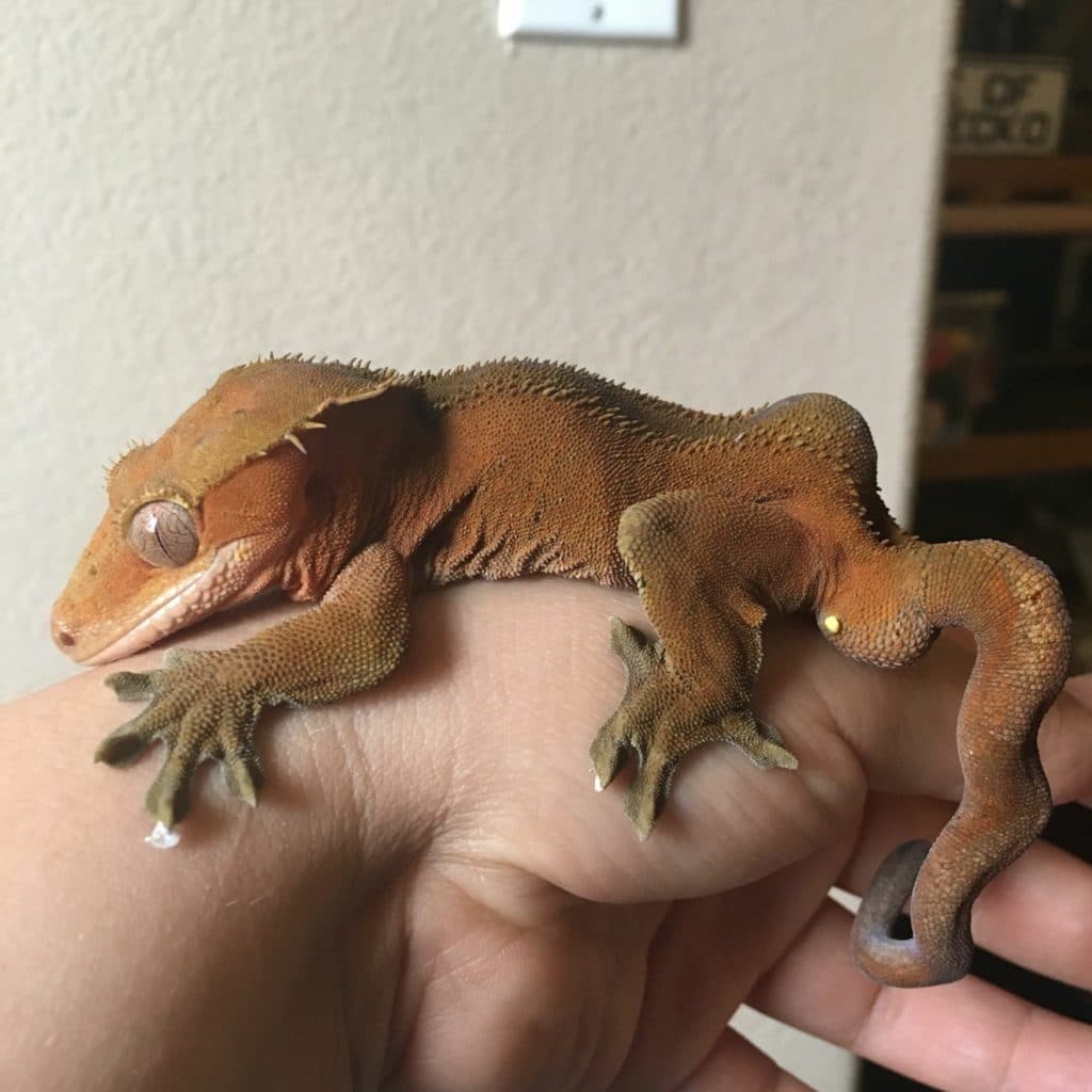 An In-Depth Crested Gecko Care Sheet