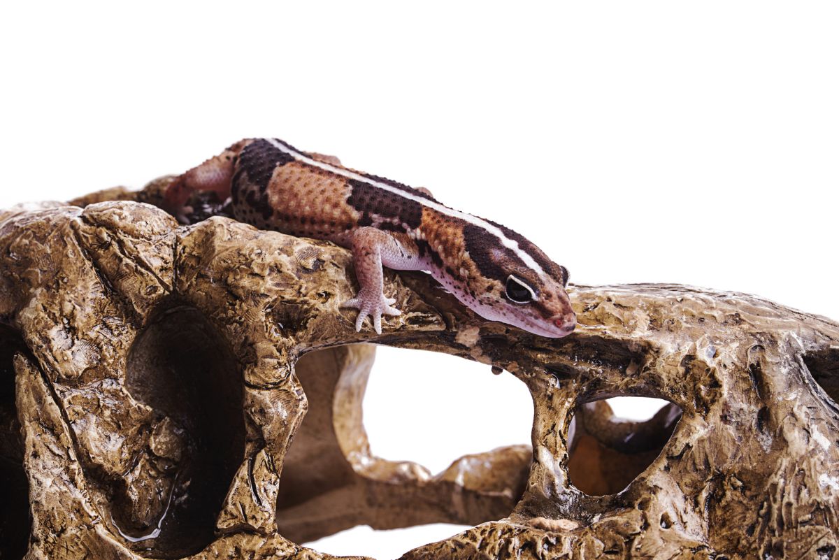 African Fat-Tailed Gecko Care Sheet: Facts, Feeding, and Handling
