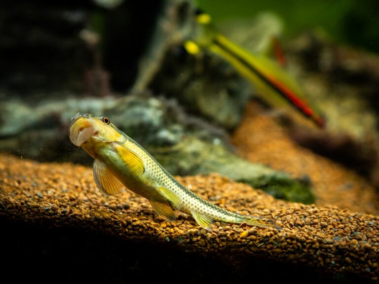 Are Fish Herbivores or Omnivores: Facts about Fish Diets