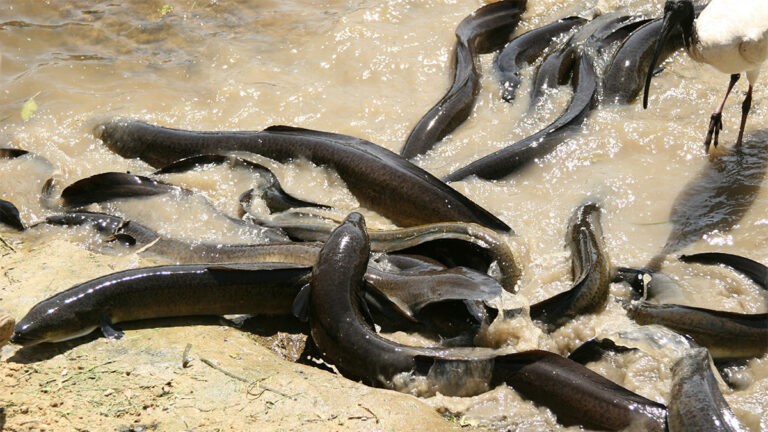 Eel Reproduction — The Mystery Of Eels