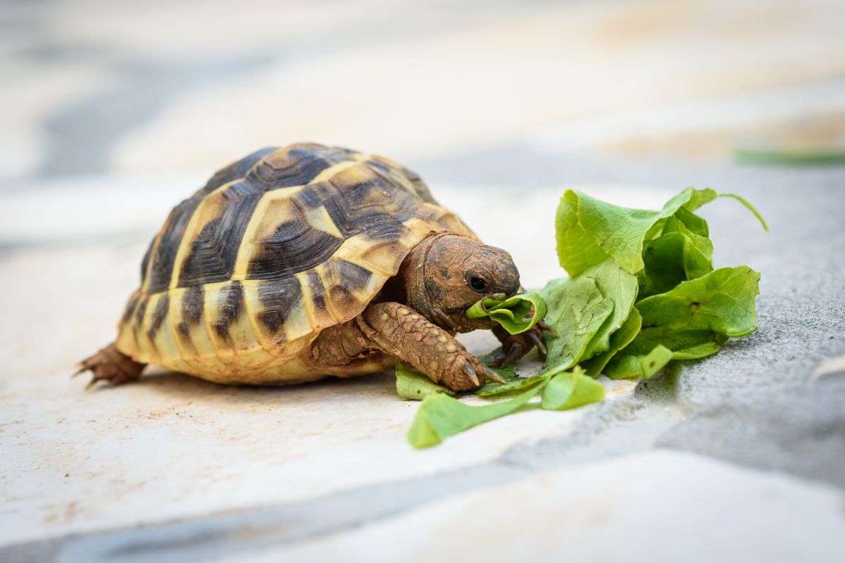 How To Care For A Baby Turtle