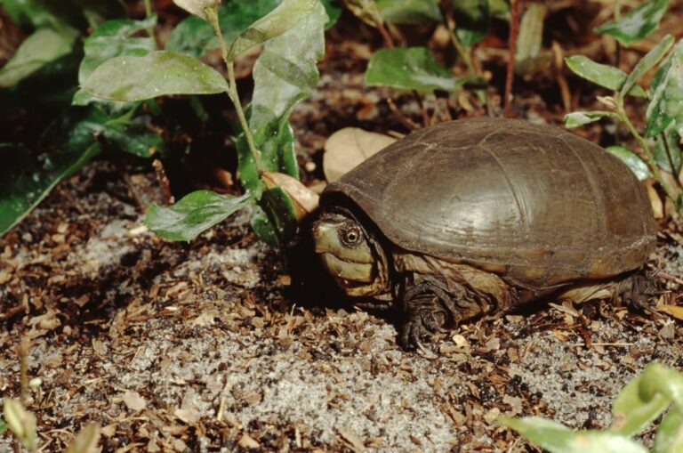 13 Types Of Small Turtles That Make Great Pets