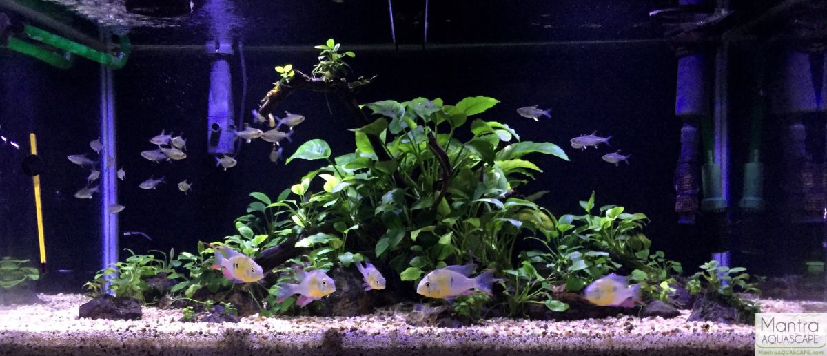 Lemon Tetra Care: Tank Size, Feeding, and Breeding Behavior