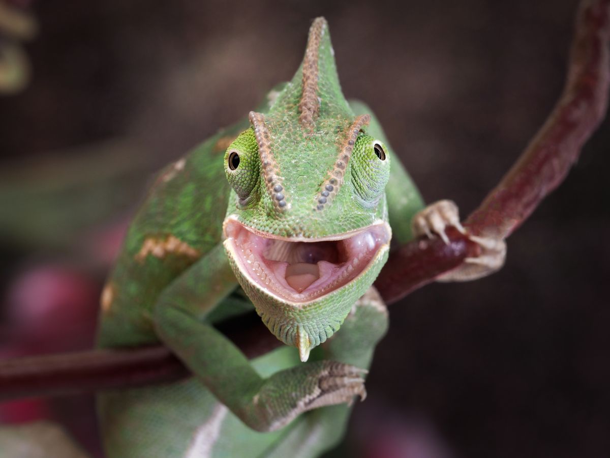 A Close Look at Lizard Eyes and How They Work