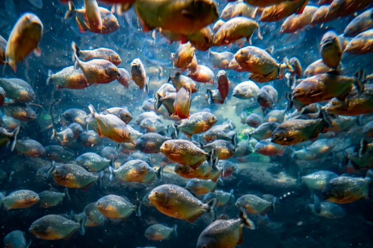 Are Piranhas Dangerous? Facts About Piranha Attacks on Humans