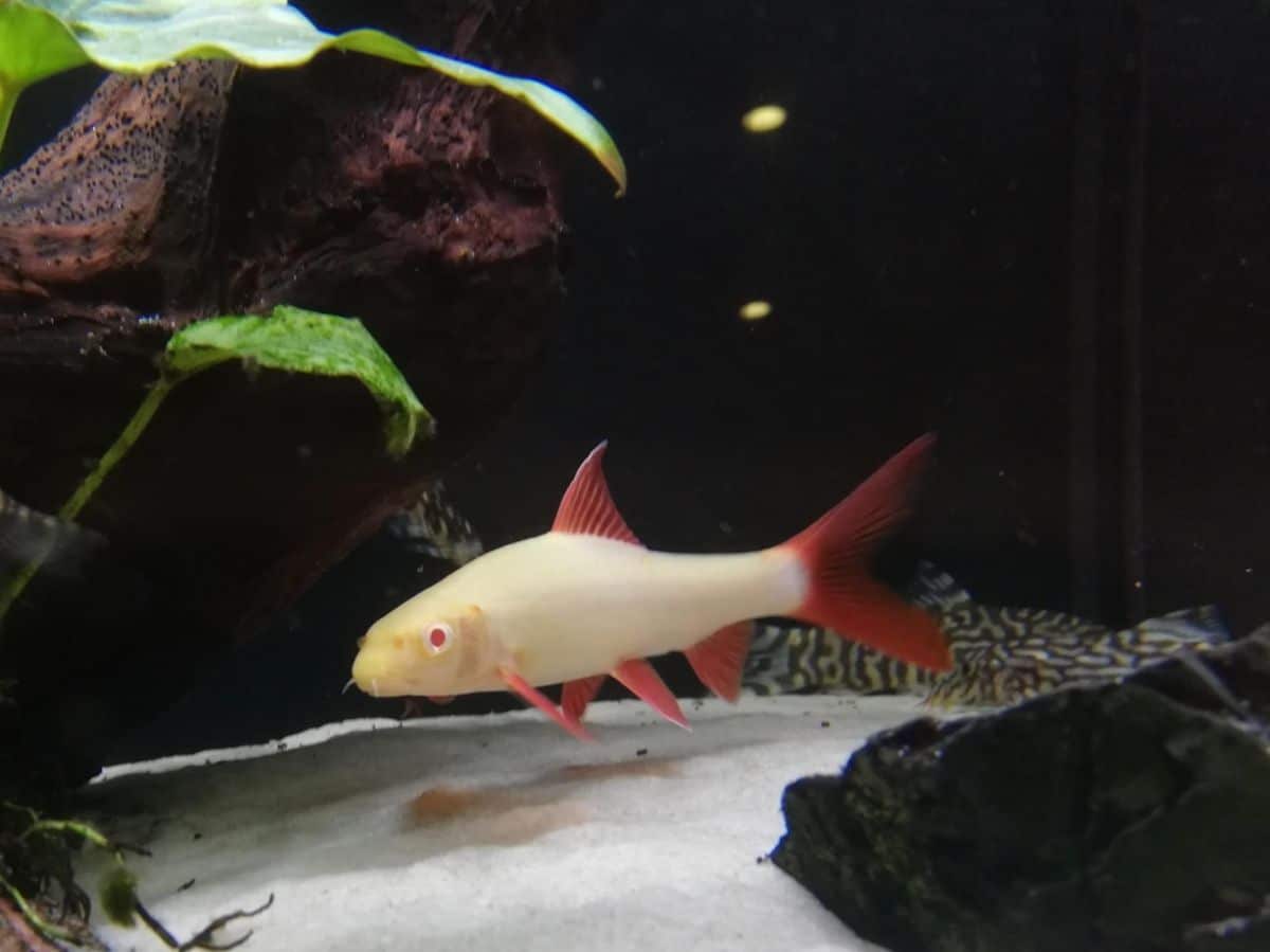 Albino Shark Care: Temperament, Tank Size, and Tank Mates