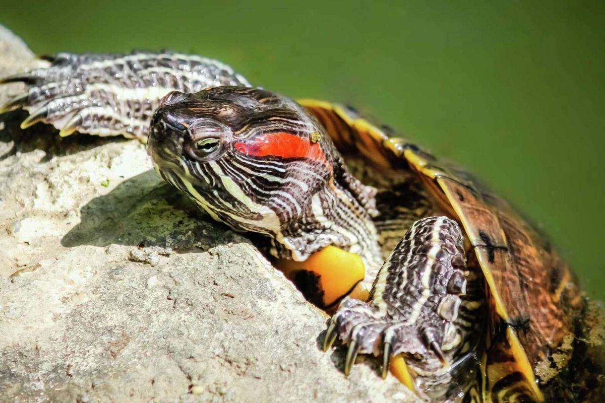 10 Larger Types Of Turtles That Make Good Pets