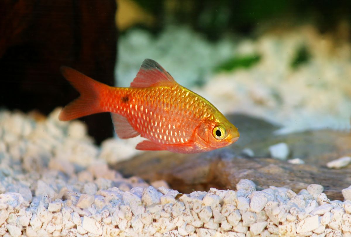 10 Popular Types of Barb Fish