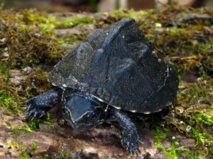 13 Types Of Small Turtles That Make Great Pets