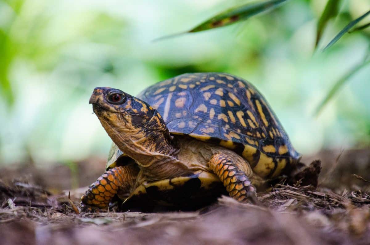 13 Types Of Small Turtles That Make Great Pets