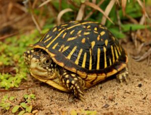 13 Types Of Small Turtles That Make Great Pets
