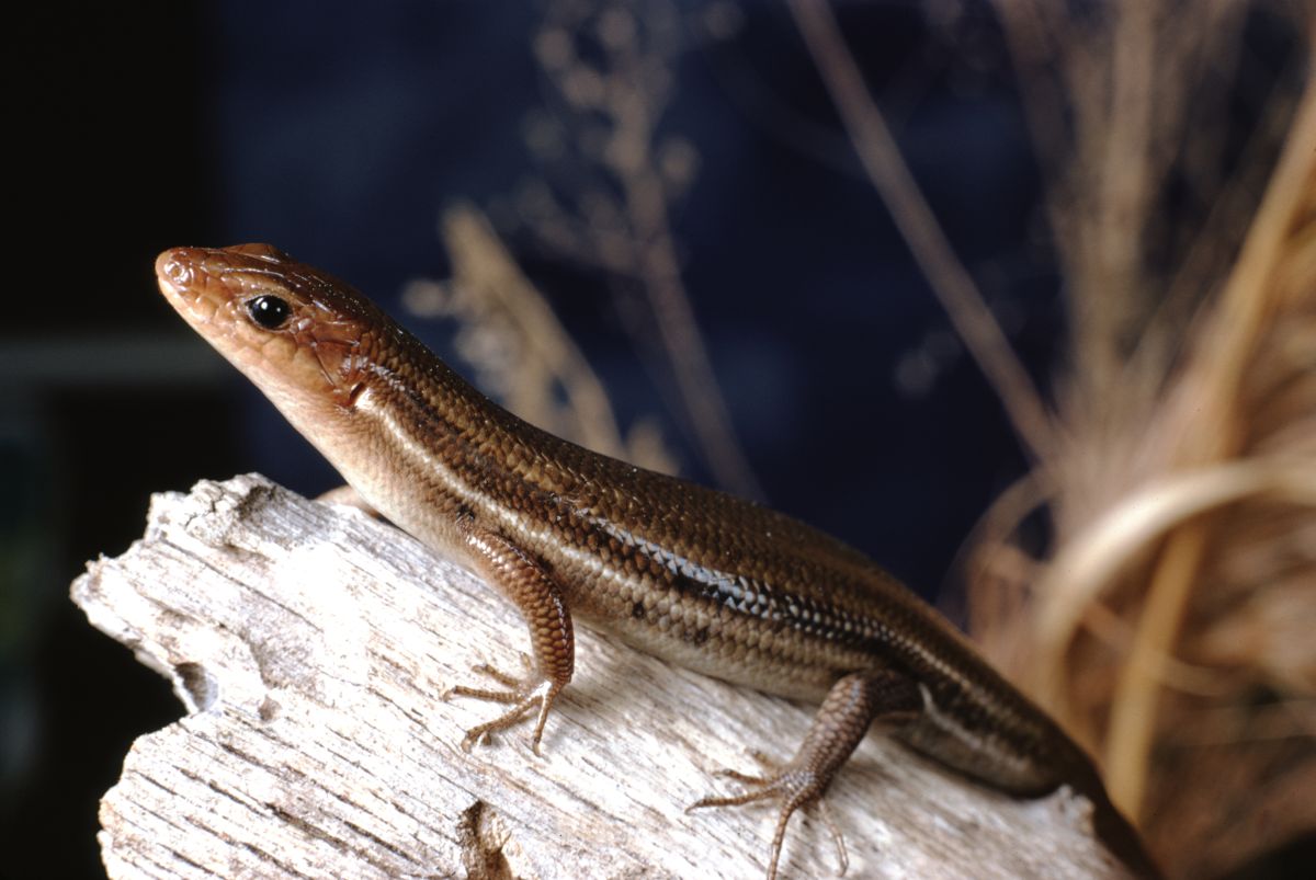 The Elusive Southeastern Five-Lined Skink