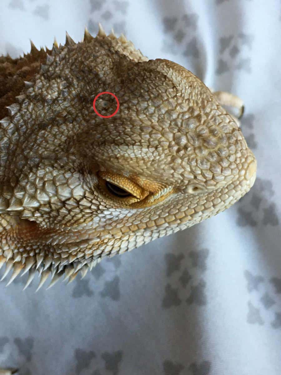 A Close Look at Lizard Eyes and How They Work