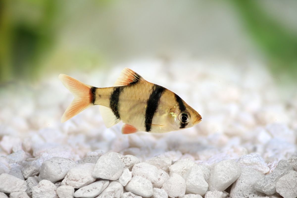 10 Popular Types of Barb Fish