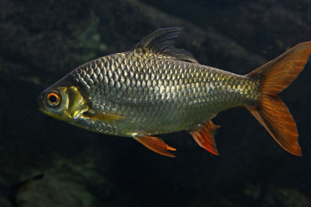 10 Popular Types of Barb Fish