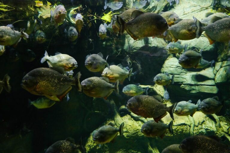 Are Piranhas Dangerous? Facts About Piranha Attacks on Humans