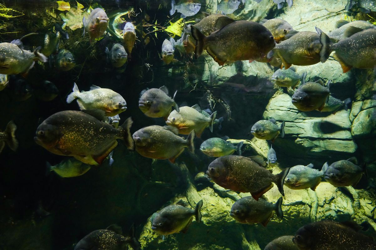 Are Piranhas Dangerous? Facts About Piranha Attacks on Humans