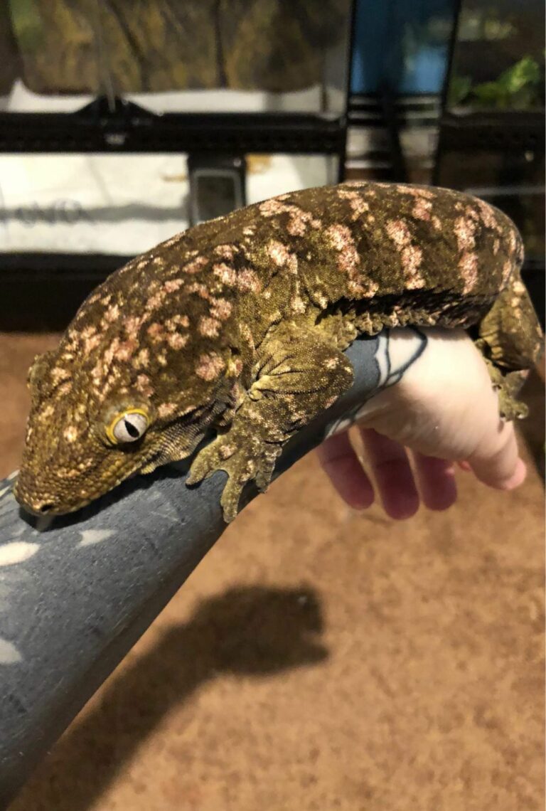 Leachie Gecko Care Sheet: Handling, Feeding, and Tank Setup