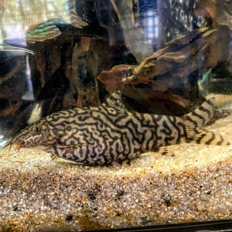 Yoyo Loach Care Guide: Tank Size, Tank Mates, Feeding, and Breeding