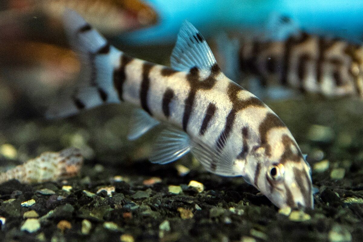 Yoyo Loach Care Guide: Tank Size, Tank Mates, Feeding, and Breeding