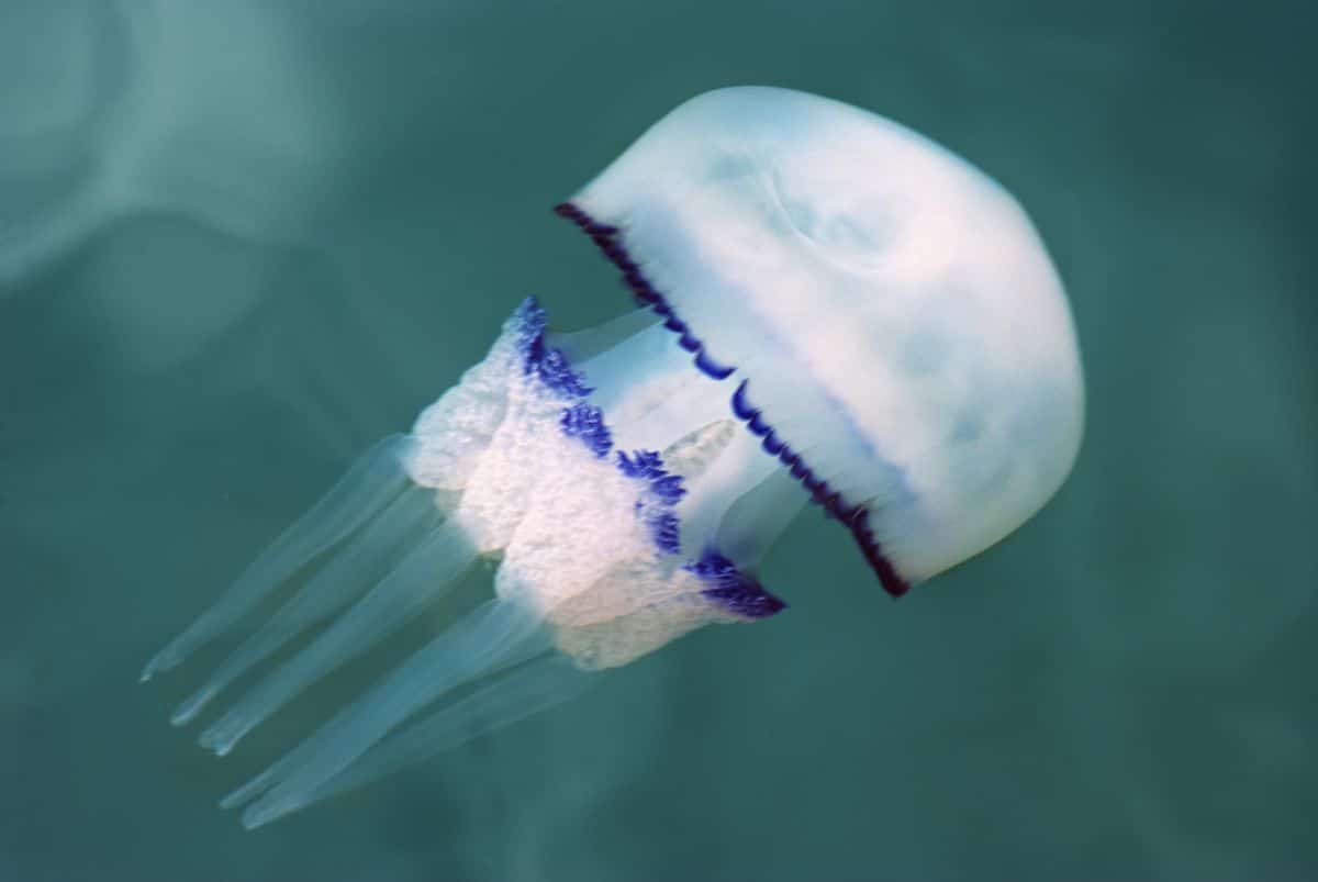 10 Fascinating Types Of Jellyfish