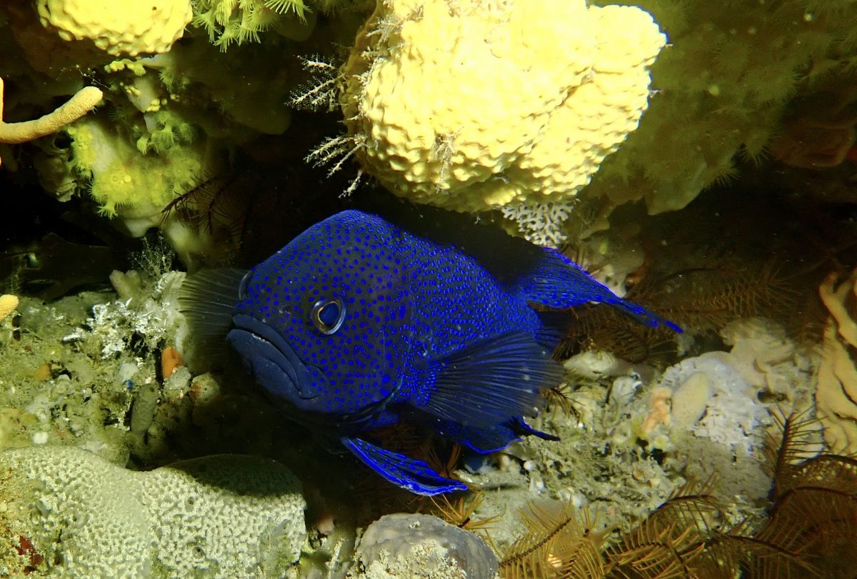 Picking Creative Fish Names